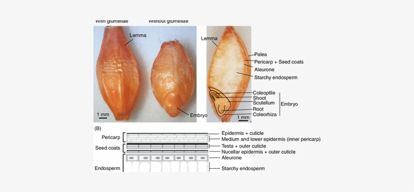 Banner Library Stock Barley Drawing Wheat Seed - Conch - 450x300 PNG ...