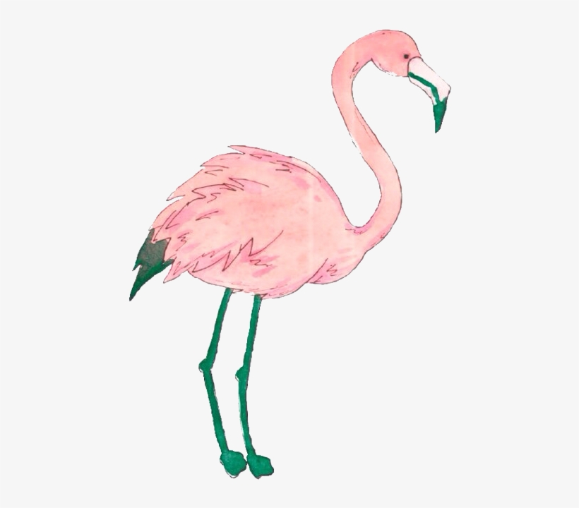 Download Transparent Flamingo Png Tumblr - Flamingo Sticker Tumblr Png ...