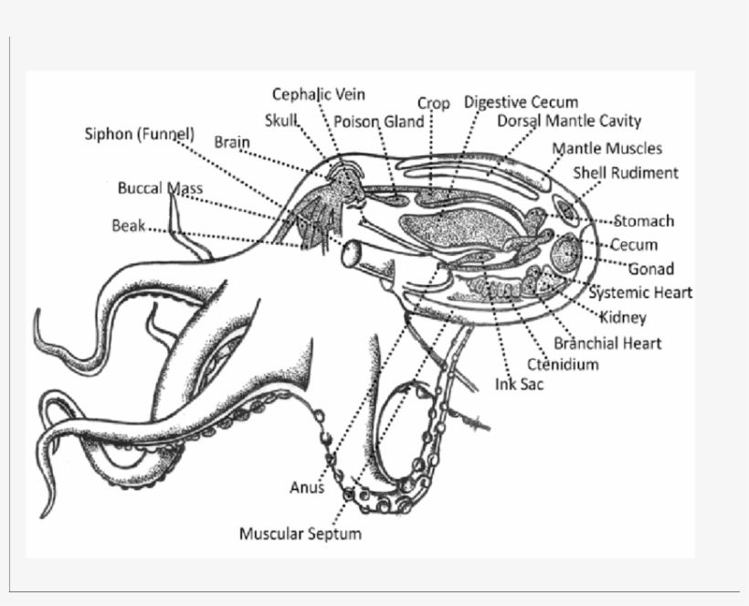 Schematic Representation Of External And Internal Body - Anatomy ...