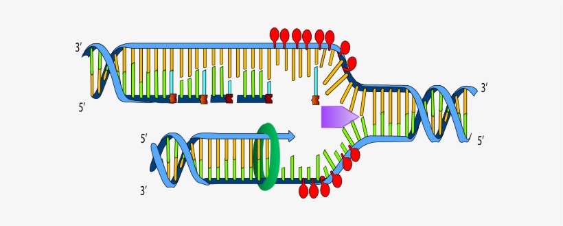 Small - Ligase In Dna Replication Transparent - 600x249 PNG Download ...