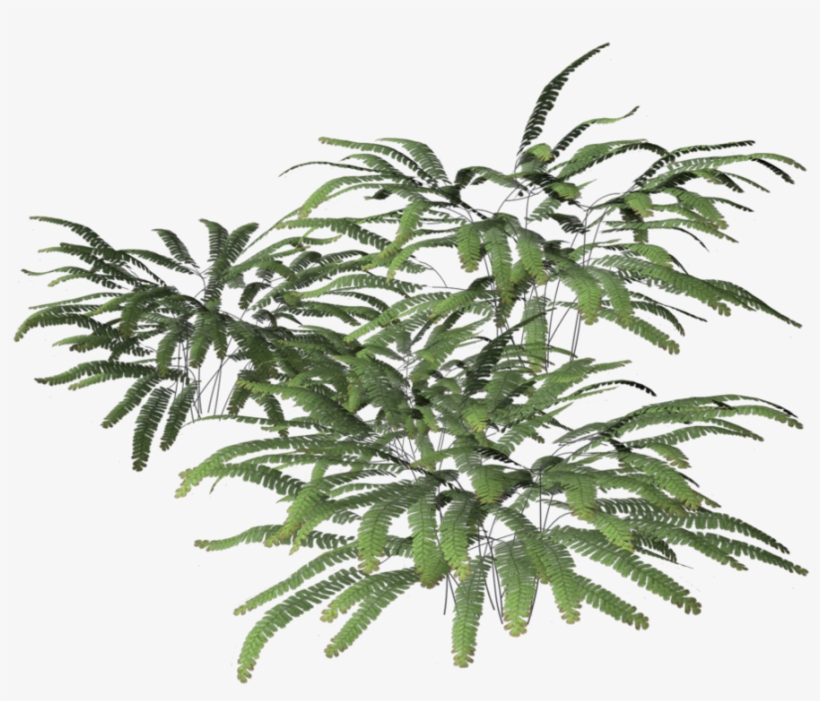 Fern 2 By Brokenwing3dstock On Deviantart - Fern Cutout Png - 894x894 ...