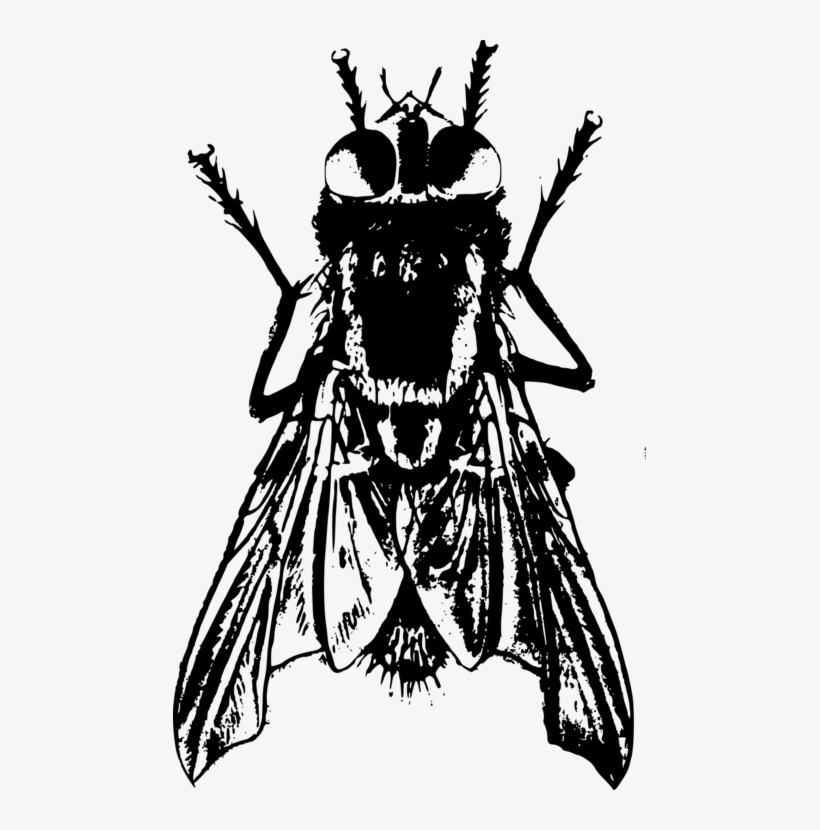 Beetle Housefly Drawing - House Fly Black And White Png - 473x750 PNG ...