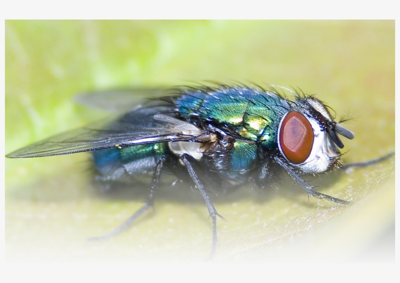 Download Transparent Locally Owned And Operated - Green Bottle Fly - PNGkit