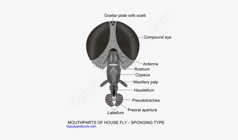 Mouthparts Of Housefly - Sponging Type Of Mouthparts - 362x401 PNG ...