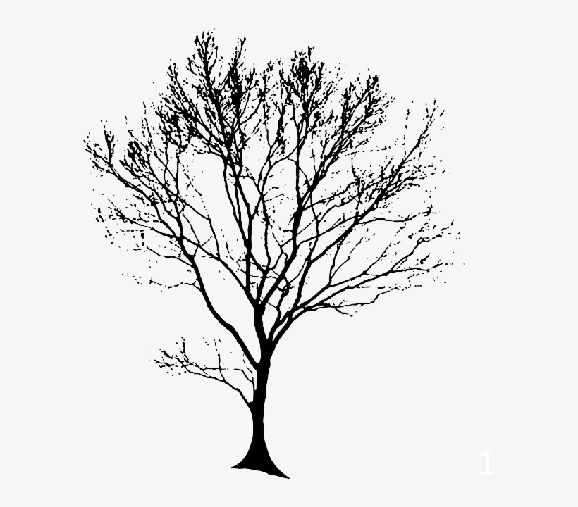 Tree, Silhouette, Black - Oak Tree Line Art - 583x640 PNG Download - PNGkit