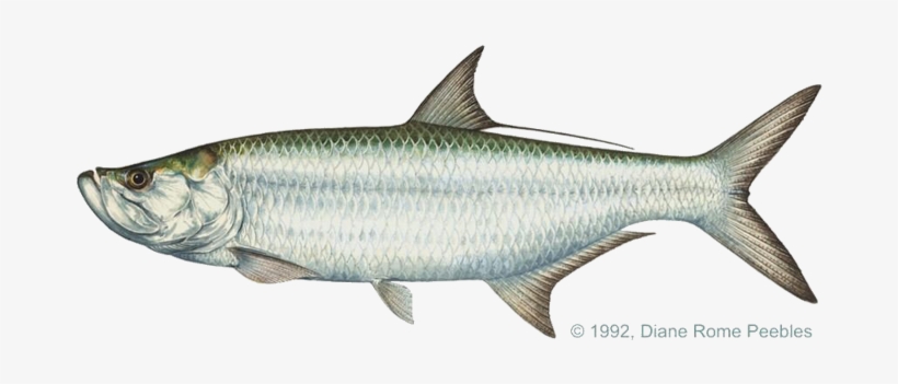 All-tackle World Records - Alabama State Fish Tarpon - 720x360 PNG ...