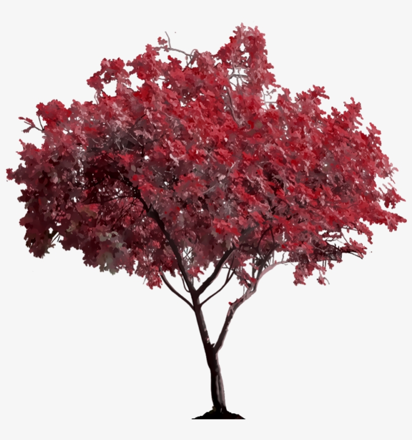 Crop Tree Png - Trees Png For Picsart - 1600x1000 PNG Download - PNGkit