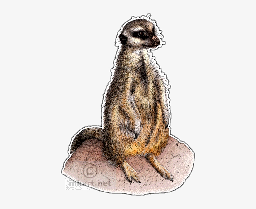 Meerkat Decal - Drawing - 436x590 PNG Download - PNGkit