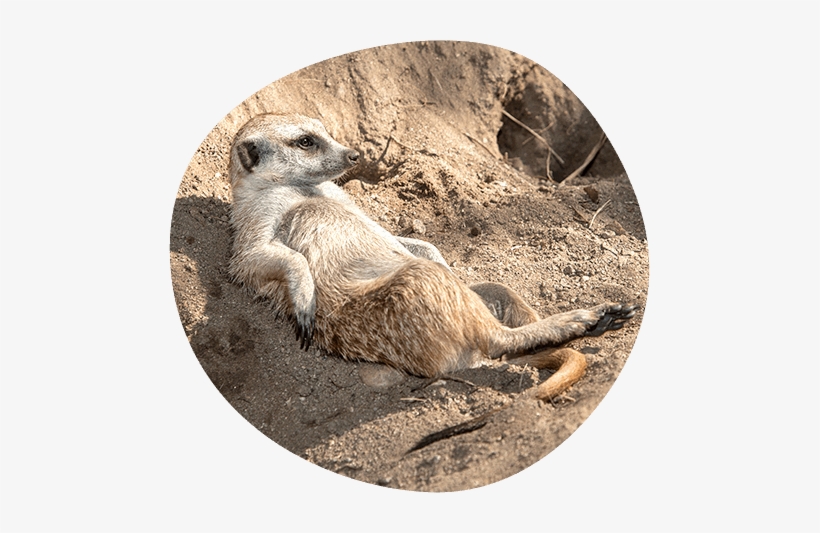 Meerkats - Meerkat Relaxing - 481x453 PNG Download - PNGkit