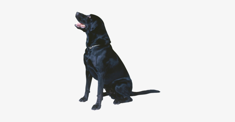 Black Labrador Retriever Png - 350x349 PNG Download - PNGkit