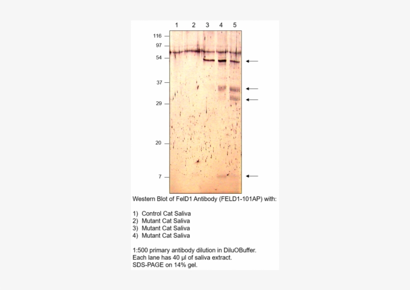 Fel D1 Major Allergen 1 Polypeptide Chain 1 Antibody - Hypoallergenic ...