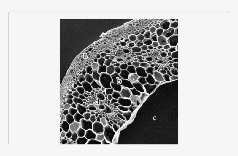 Sem Image Of A Cross Sectioned Raw Wheat Straw From - Plant Stem ...