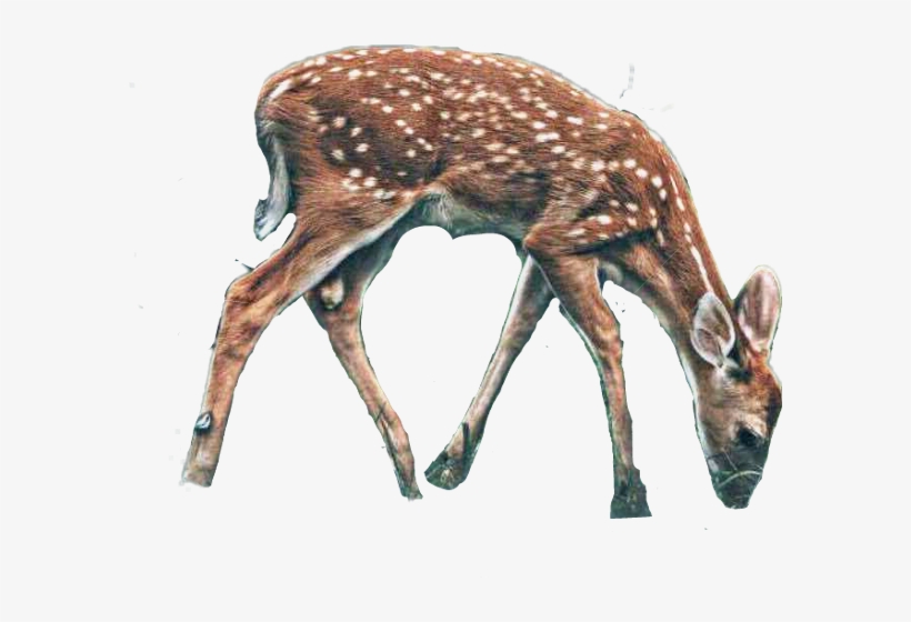 White-tailed Deer - 588x480 PNG Download - PNGkit