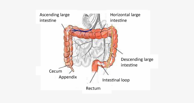 Dickdarm Aufbau - 518x368 PNG Download - PNGkit