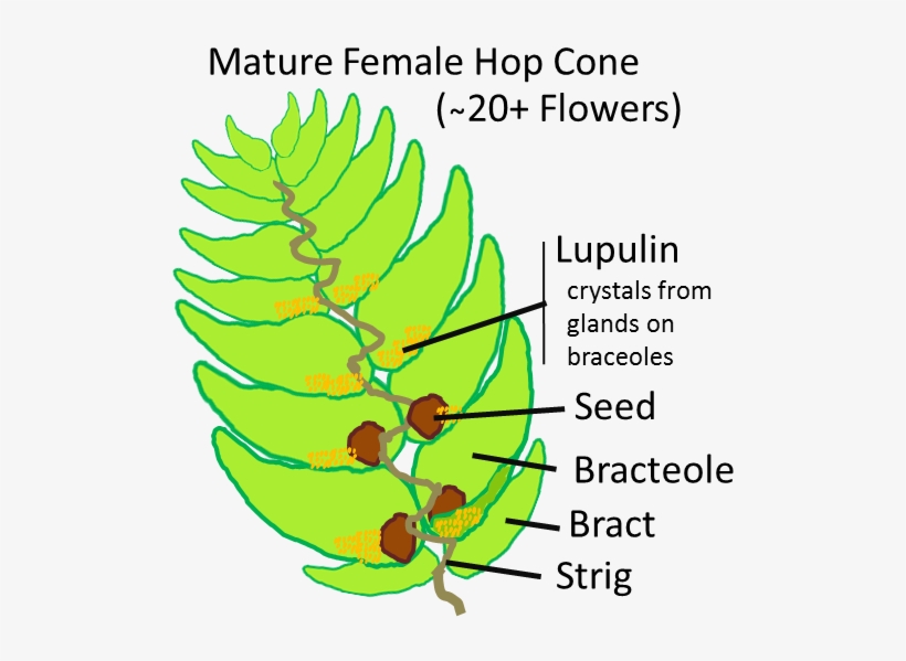 Hop Cone V03 - Hops Strobile - 549x547 PNG Download - PNGkit