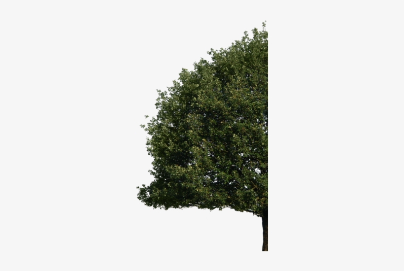Home - Tree Elevation Png Format - 290x476 PNG Download - PNGkit