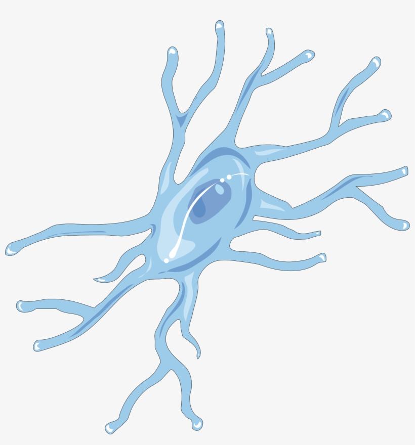 Microglia Reduce The Effect Of Cocaine In The Brain - Microglia Drawing ...