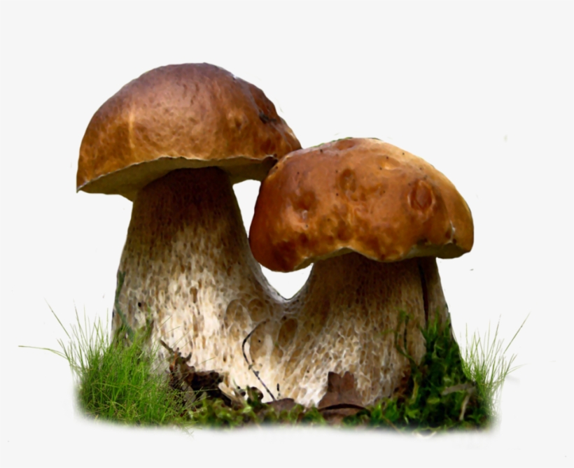 Clip Library Stock Fungi Drawing Realistic - Mushroom Png - 999x799 PNG ...