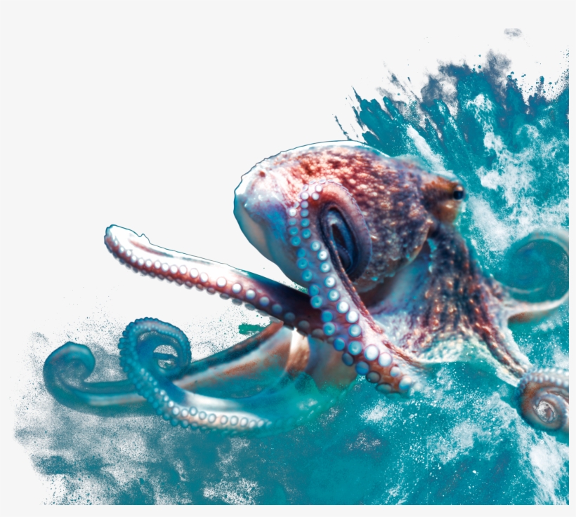 Download Transparent Stick To It - Octopus - PNGkit