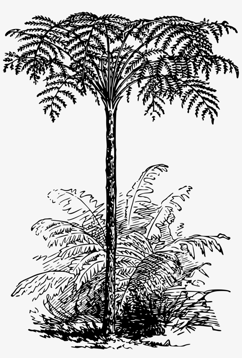 This Free Icons Png Design Of Tree Fern - 1680x2400 PNG Download - PNGkit