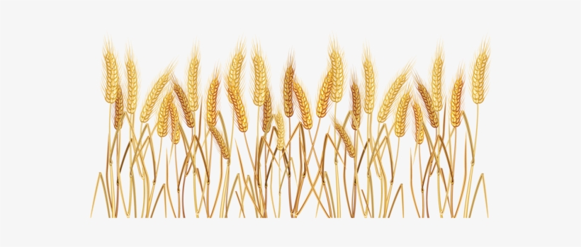 Wheatgrass Transparent Png Clipart Picture - Wheat Clipart Transparent ...