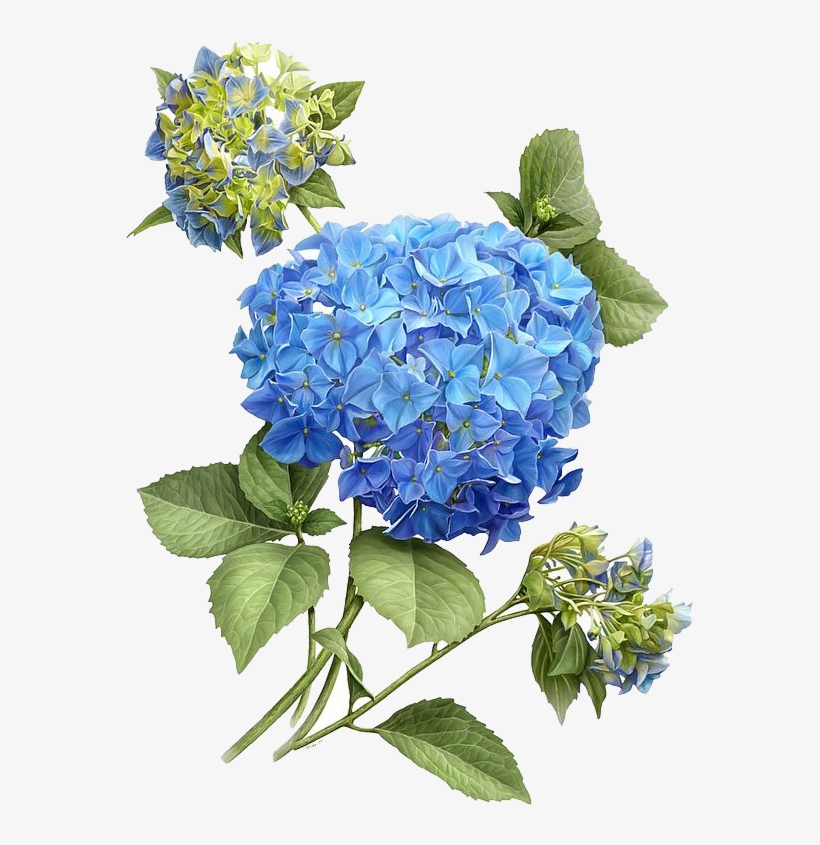 French Hydrangea Botanical Illustration Flower Painting - Hydrangea ...