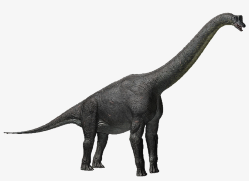 Download Transparent Alamosaurus - Apatosaurus Png - PNGkit