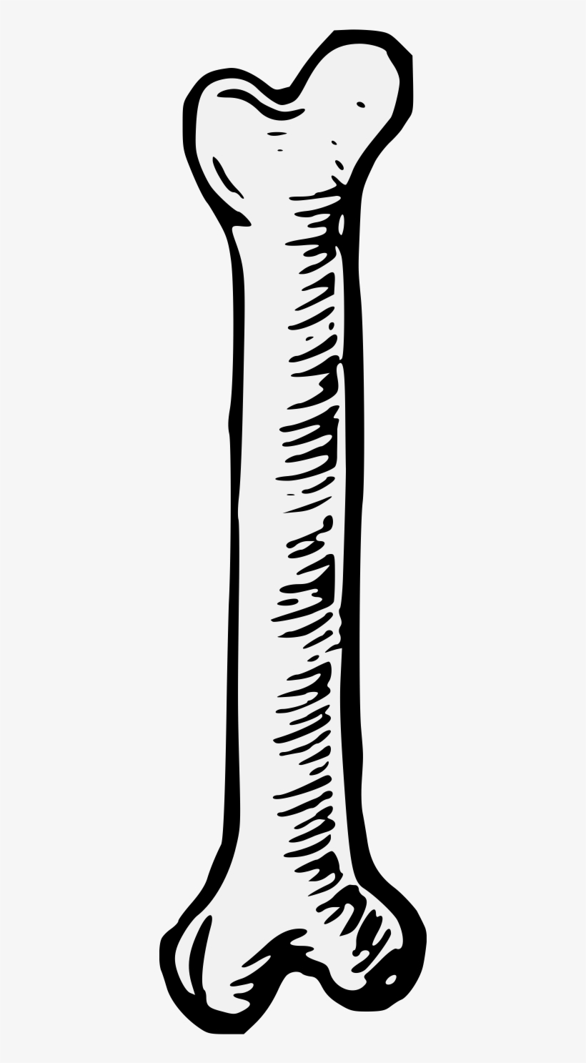 Bone - Mobile Phone - 374x1424 PNG Download - PNGkit