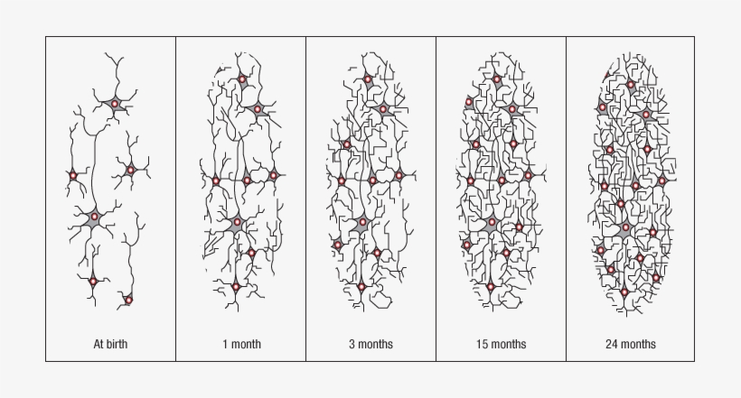 Neuron Networks - Neuron Connections At Birth - 719x361 PNG Download ...