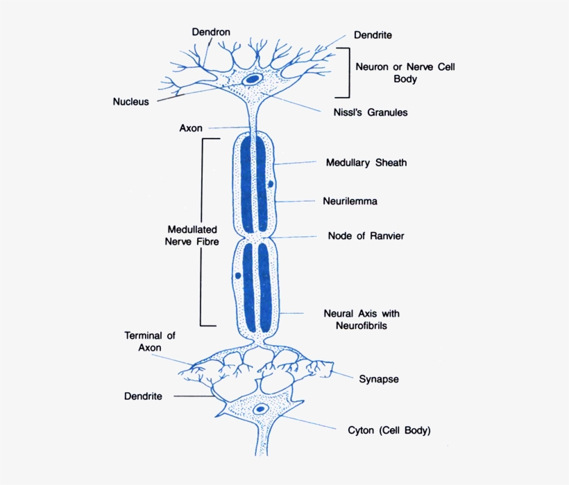 These Chemicals Cross The Gap Or Synapse And Reach - Happens At The ...