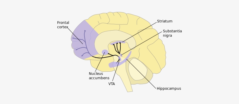 Dopamine-producing Neurons In The Ventral Tegmental - Dopamine ...