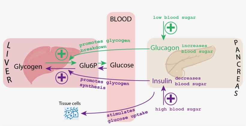 Blood Glucose Control - Glycaemic Regulation - 1679x781 PNG Download ...