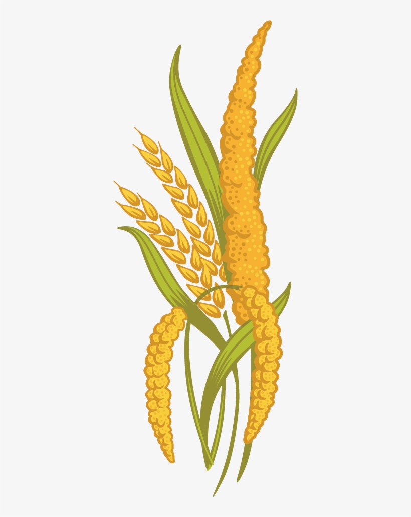 Ancient Grains - Millet Grains Png - 368x951 PNG Download - PNGkit