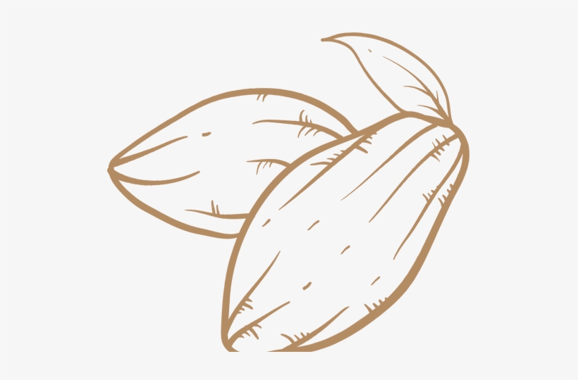 Cacao - Mazorca De Cacao Png - 515x460 PNG Download - PNGkit