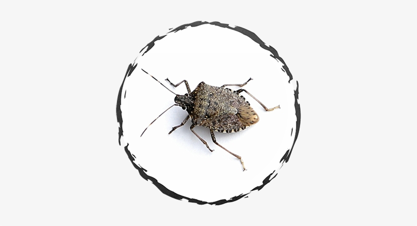 Stink Bugs - Brown Marmorated Stink Bug - 400x400 PNG Download - PNGkit