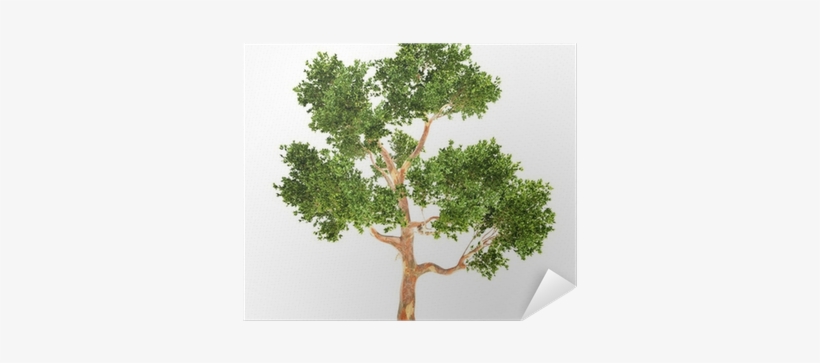 Eucalyptus Tree - 400x400 PNG Download - PNGkit
