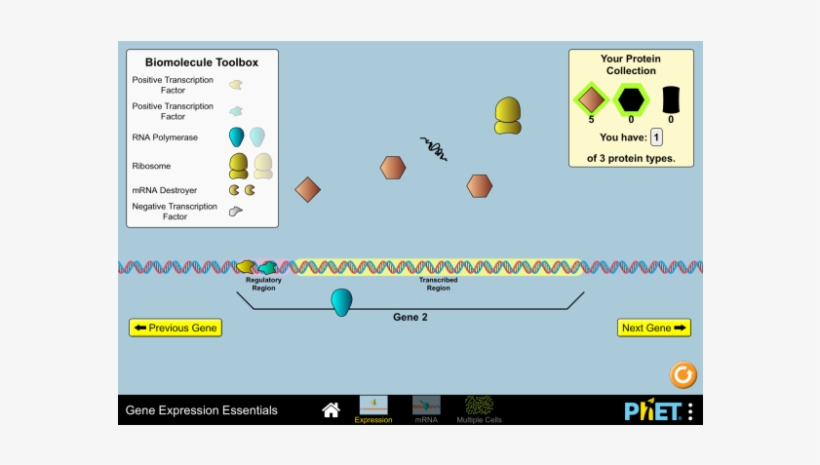 Gene Expression Essentials - Gene Expression Phet - 800x400 PNG ...