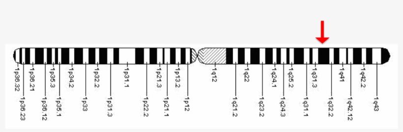 Gene Location - Chromosome - 1571x439 PNG Download - PNGkit