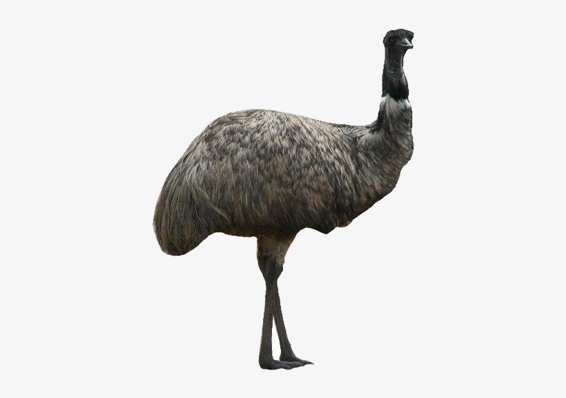 Southern Cassowary - Emu With White Background - 427x534 PNG Download ...