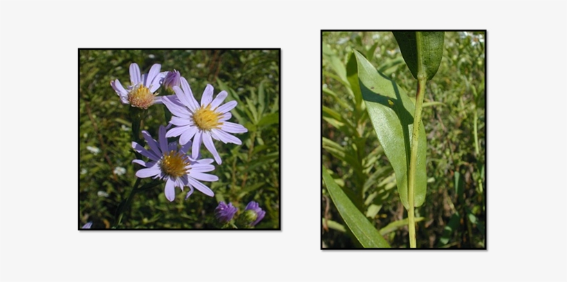 Download Transparent Smooth Blue Aster - Leaf - PNGkit