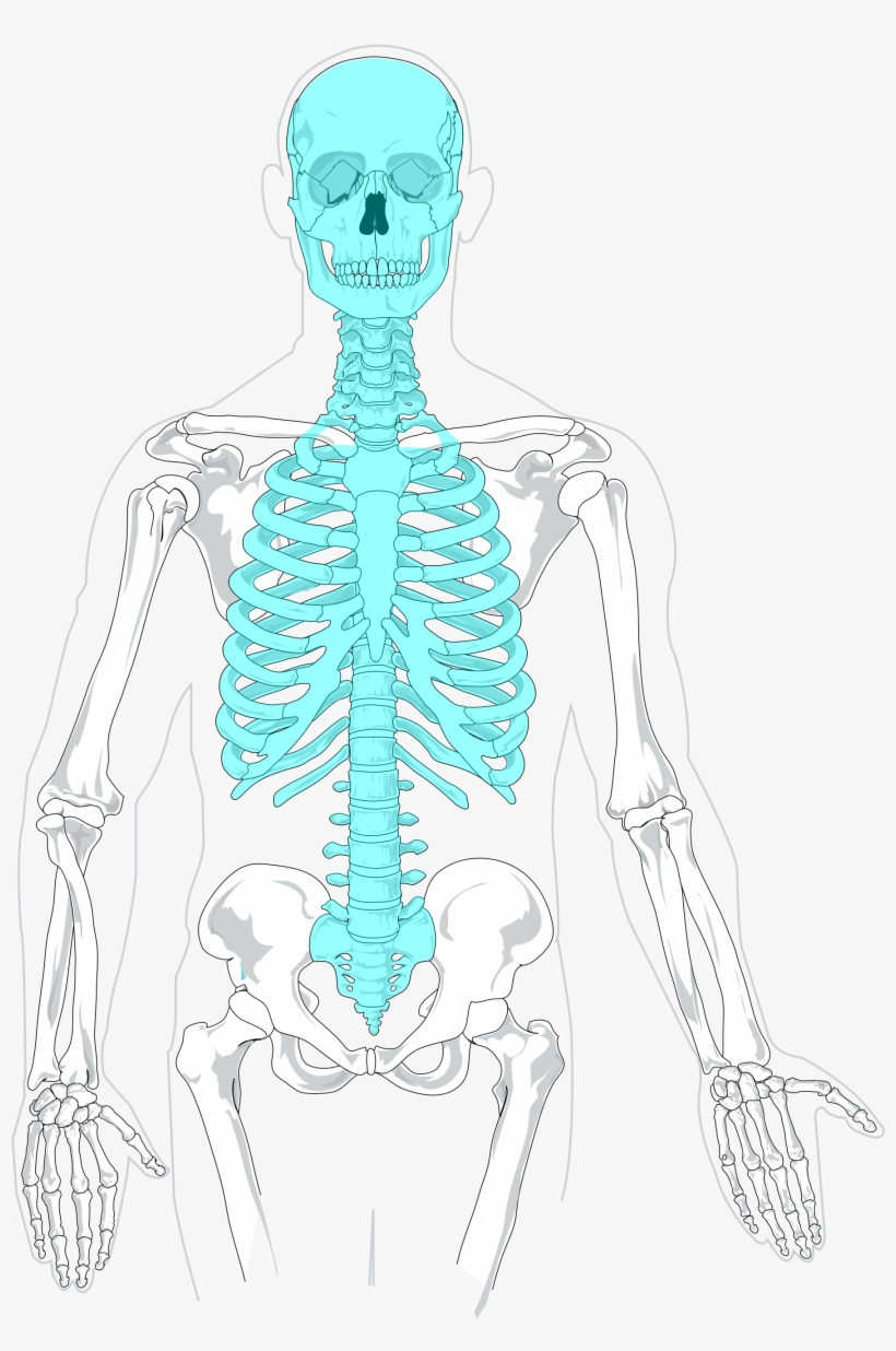 Axial Skeleton Diagram Blank - Axial Skeleton Diagram - 836x1198 PNG ...