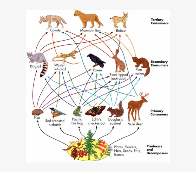 Download Transparent Download Tropical Rainforest Food Web Clipart ...