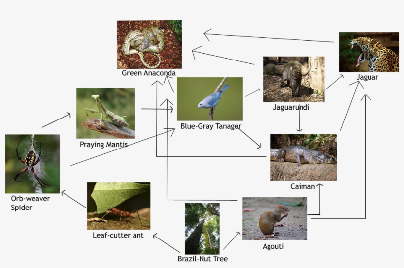 Download Transparent Food Web Of The Amazon Rainforest - Goliath Bird ...