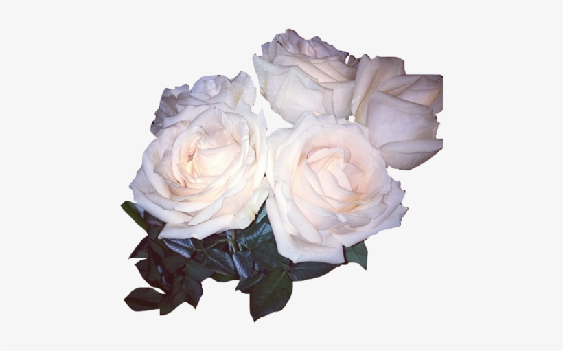 Download Transparent Rose Whiterose Flower Sticker Tumblr Freetoedit ...