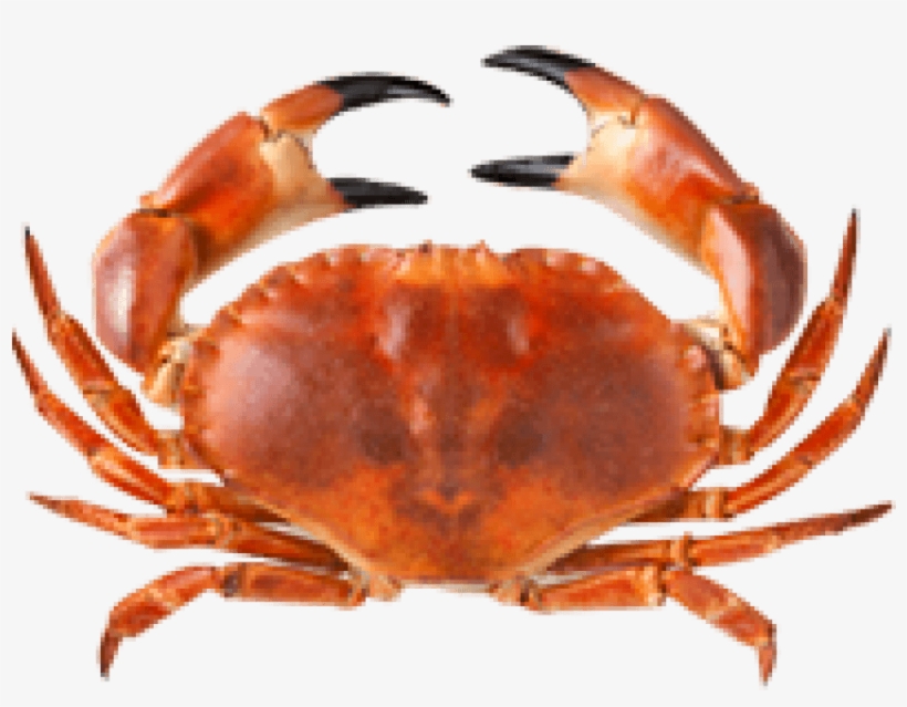 Free Png Crab Png Images Transparent - Once You See It You Can T Unsee ...