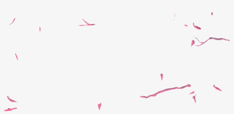 Eraserdust - 1000x470 PNG Download - PNGkit