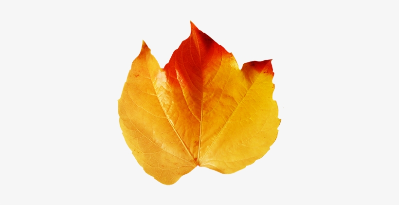Realistic Clipart Leaf - Real Fall Leaves Clip Art - 354x359 PNG ...