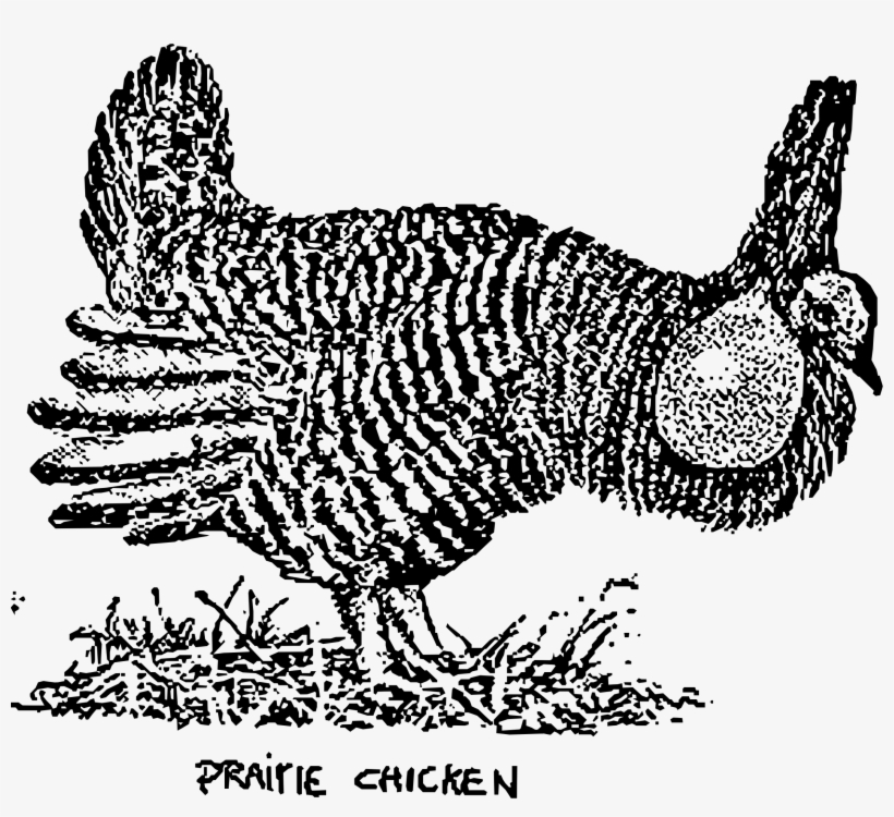 This Free Icons Png Design Of Prairie Chicken - 2302x1996 PNG Download ...