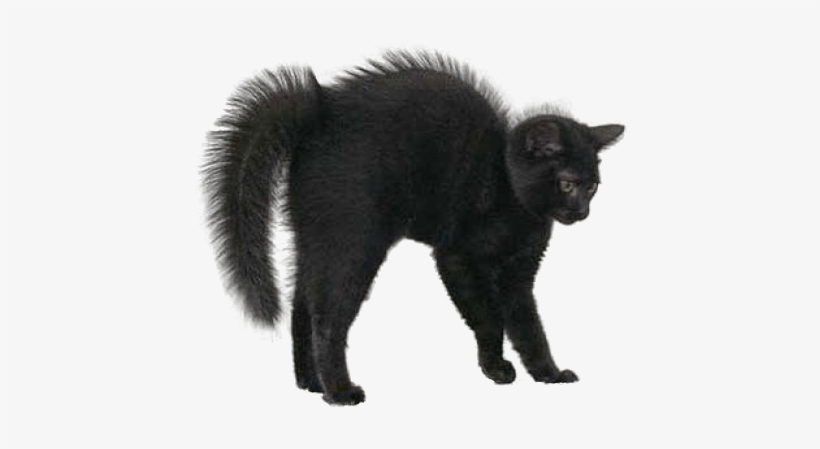Scared Cat Halloween Transparent Png - Halloween Black Cat Png ...