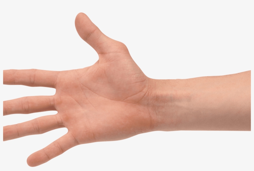 Hands Png Transparent Handspng Images Pluspng - Transparent Hand Png ...